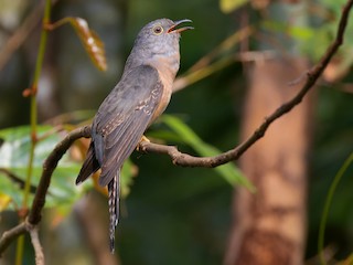 Sunda Brush Cuckoo - eBird
