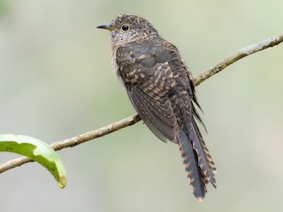 Sunda Brush Cuckoo - eBird