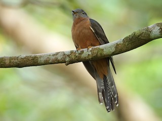 Sunda Brush Cuckoo - eBird