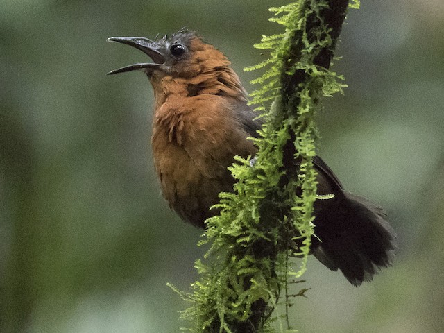 Photos - Northern Chestnut-breasted Wren - Cyphorhinus dichrous - Birds ...