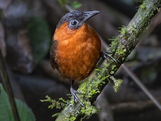 Northern Chestnut-breasted Wren - eBird