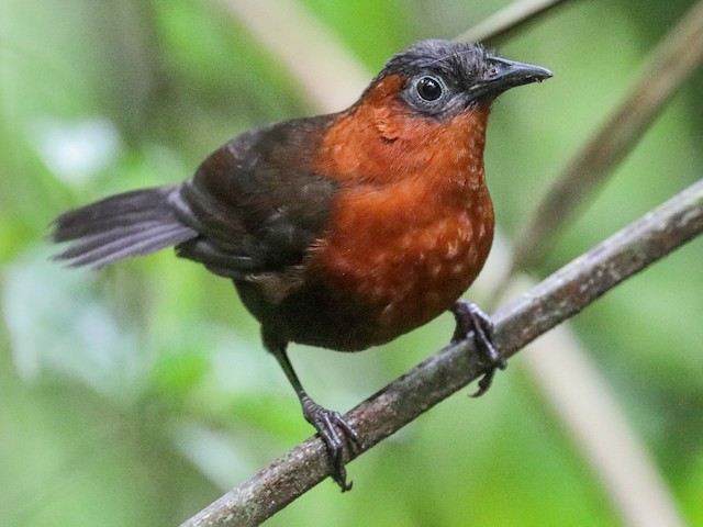 Photos - Northern Chestnut-breasted Wren - Cyphorhinus dichrous - Birds ...
