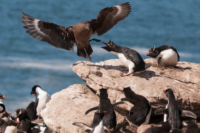 Photos - Western Rockhopper Penguin - Eudyptes chrysocome - Birds of ...
