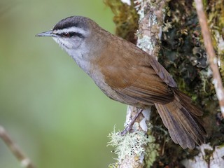 Grey-browed Wren - eBird