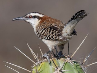 Rufous-backed Wren - eBird