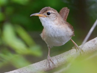 St. Lucia Wren - eBird