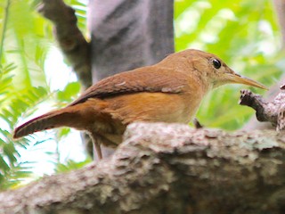 Grenada Wren - eBird