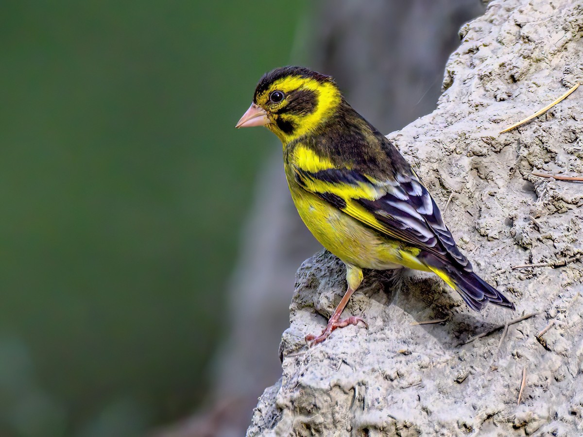 Yellow-breasted Greenfinch - Chloris spinoides - Birds of the World