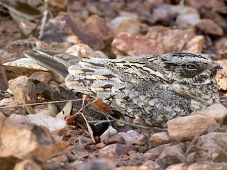 Spotted Nightjar - eBird