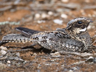 Spotted Nightjar - eBird