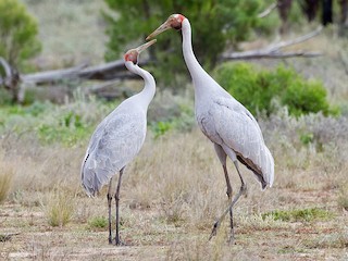 Brolga - eBird