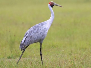 Brolga - eBird