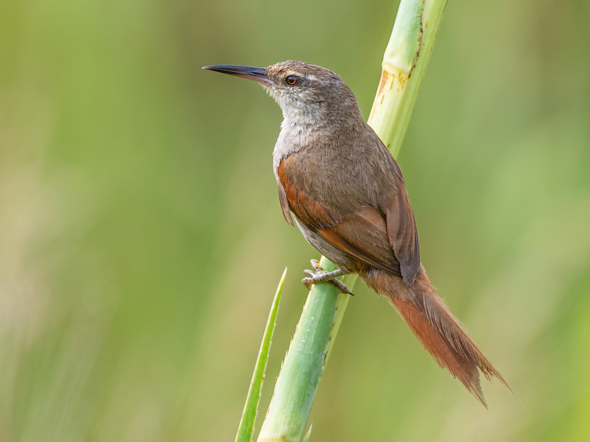Straight-billed Reedhaunter - Limnoctites rectirostris - Birds of the World