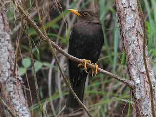 Luzon Island-Thrush - eBird