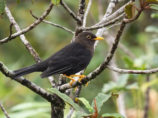 Luzon Island-Thrush - eBird