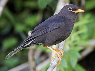 Mirlo de Luzón - eBird