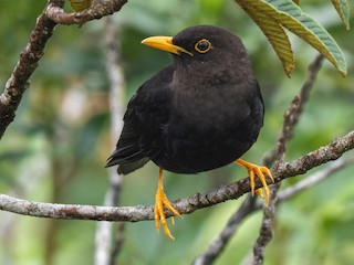 Luzon Island-Thrush - eBird