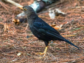 Luzon Island-Thrush - eBird