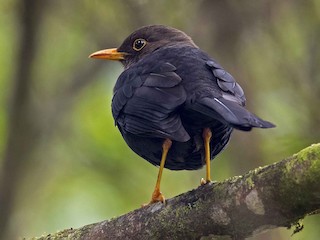 Mirlo de Negros - eBird