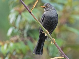 Mirlo de Negros - eBird