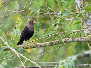 Mirlo de Negros - eBird