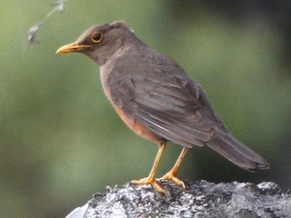 Mirlo de Timor - eBird