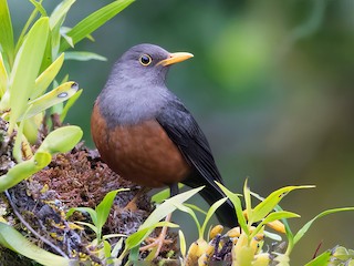 Merle wallacéen - eBird