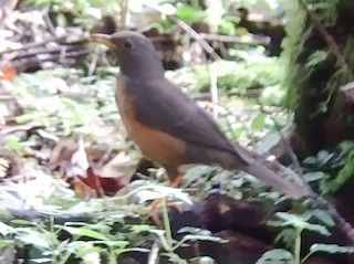 Merle wallacéen - eBird