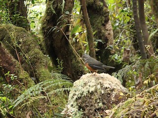 Mirlo de Timor - eBird