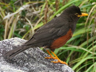Sundaic Island-Thrush - eBird