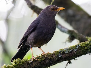 Mirlo de Java - eBird