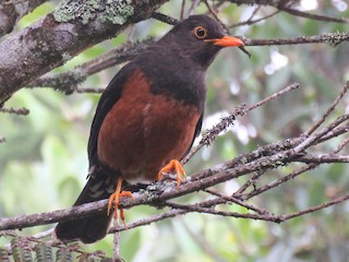 Mirlo de Java - eBird