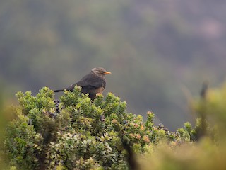 Sundaic Island-Thrush - eBird