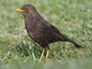 Mirlo de Papúa - eBird