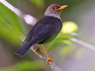Mirlo de Fiyi - eBird