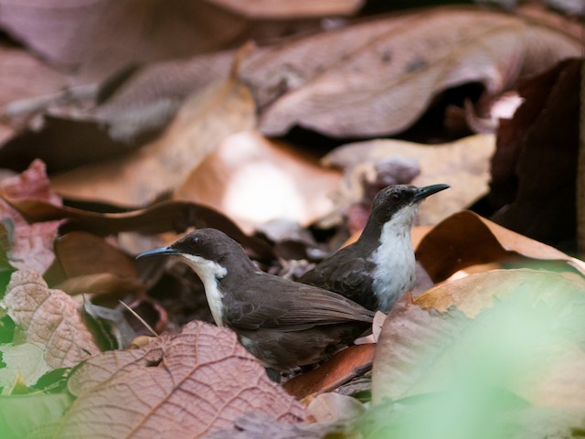 Photos - Martinique Thrasher - Ramphocinclus brachyurus - Birds of the ...