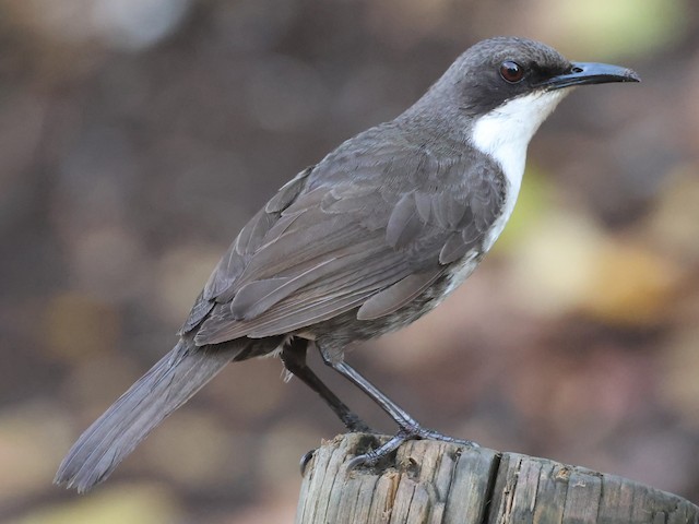 Photos - Martinique Thrasher - Ramphocinclus brachyurus - Birds of the ...