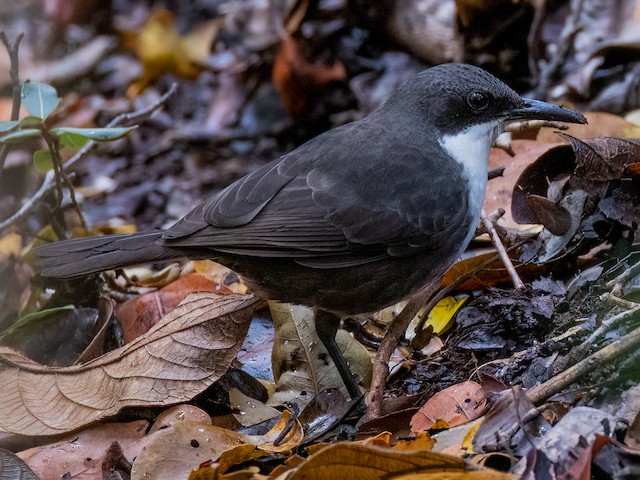 Photos - Martinique Thrasher - Ramphocinclus brachyurus - Birds of the ...