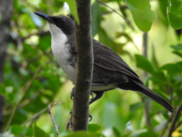 Photos - Martinique Thrasher - Ramphocinclus brachyurus - Birds of the ...
