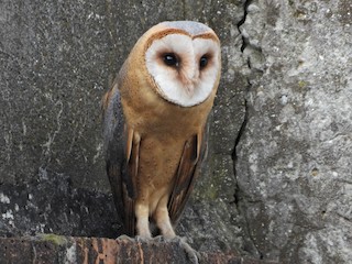 Western Barn Owl - eBird