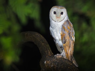 Eastern Barn Owl - eBird