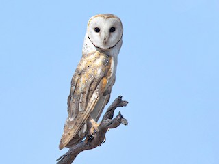 Eastern Barn Owl - eBird