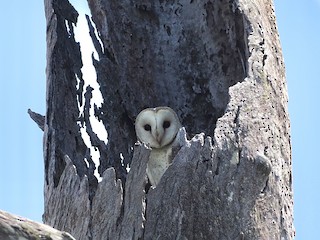Eastern Barn Owl - eBird