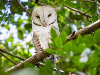 Eastern Barn Owl - eBird