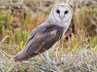 Eastern Barn Owl - eBird
