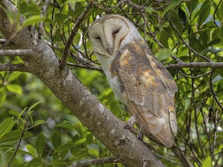 Eastern Barn Owl - eBird