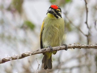 Southern Red-fronted Tinkerbird - eBird