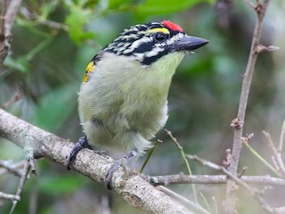 Southern Red-fronted Tinkerbird - eBird