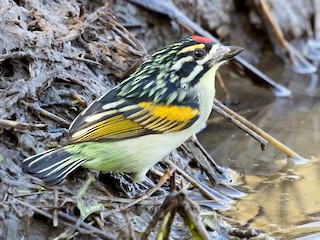 Southern Red-fronted Tinkerbird - eBird