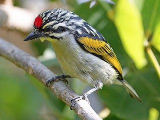 Southern Red-fronted Tinkerbird - eBird